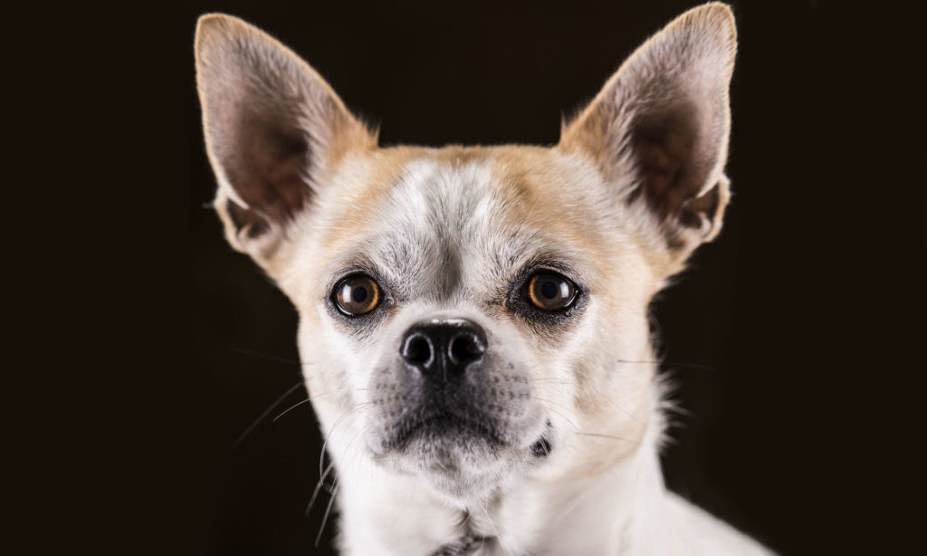 Michael Stephan | Mensch Hund Systeme